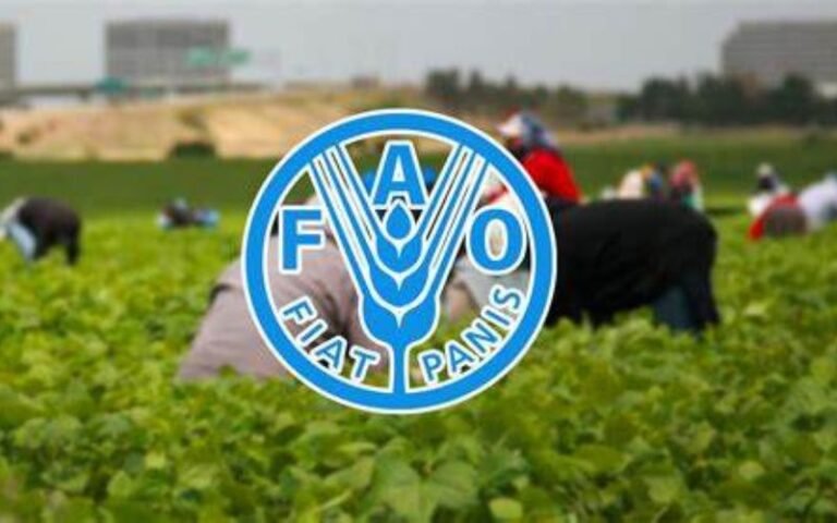 Stage de l’Organisation des Nations Unies pour l’alimentation et l ...